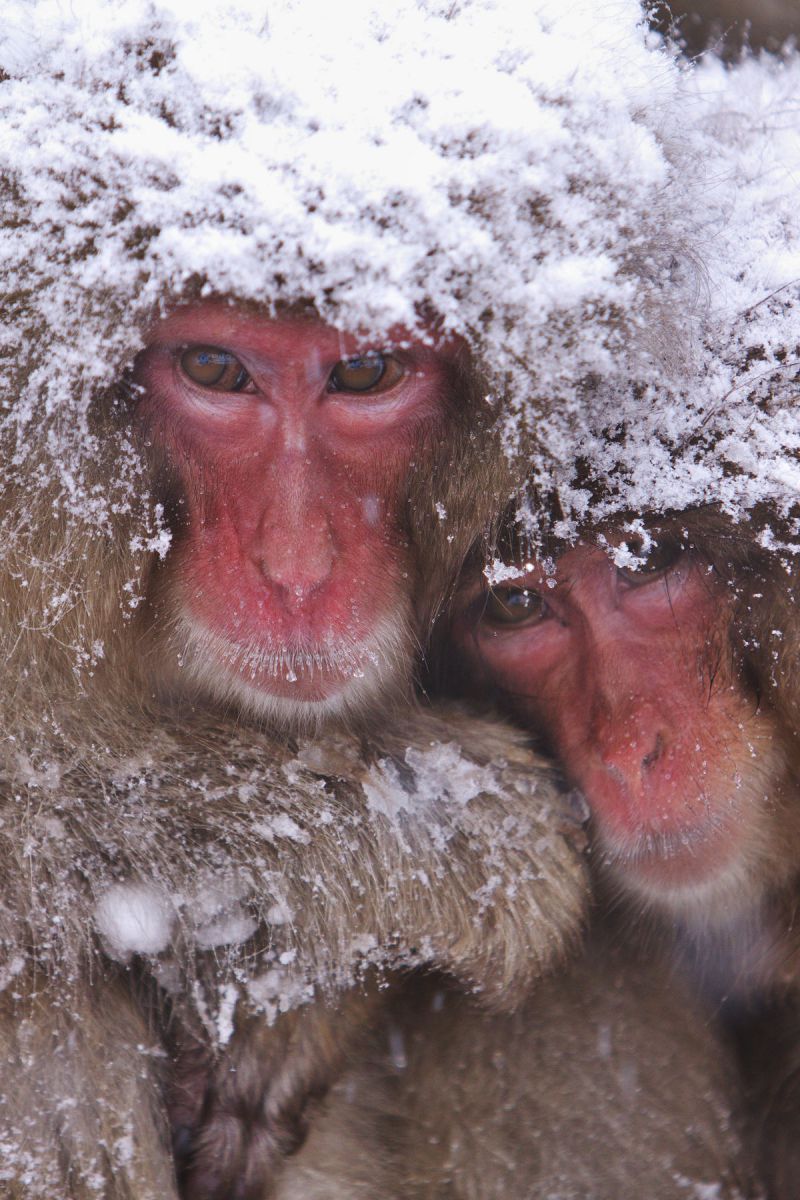 Snow Monkey | GANREF