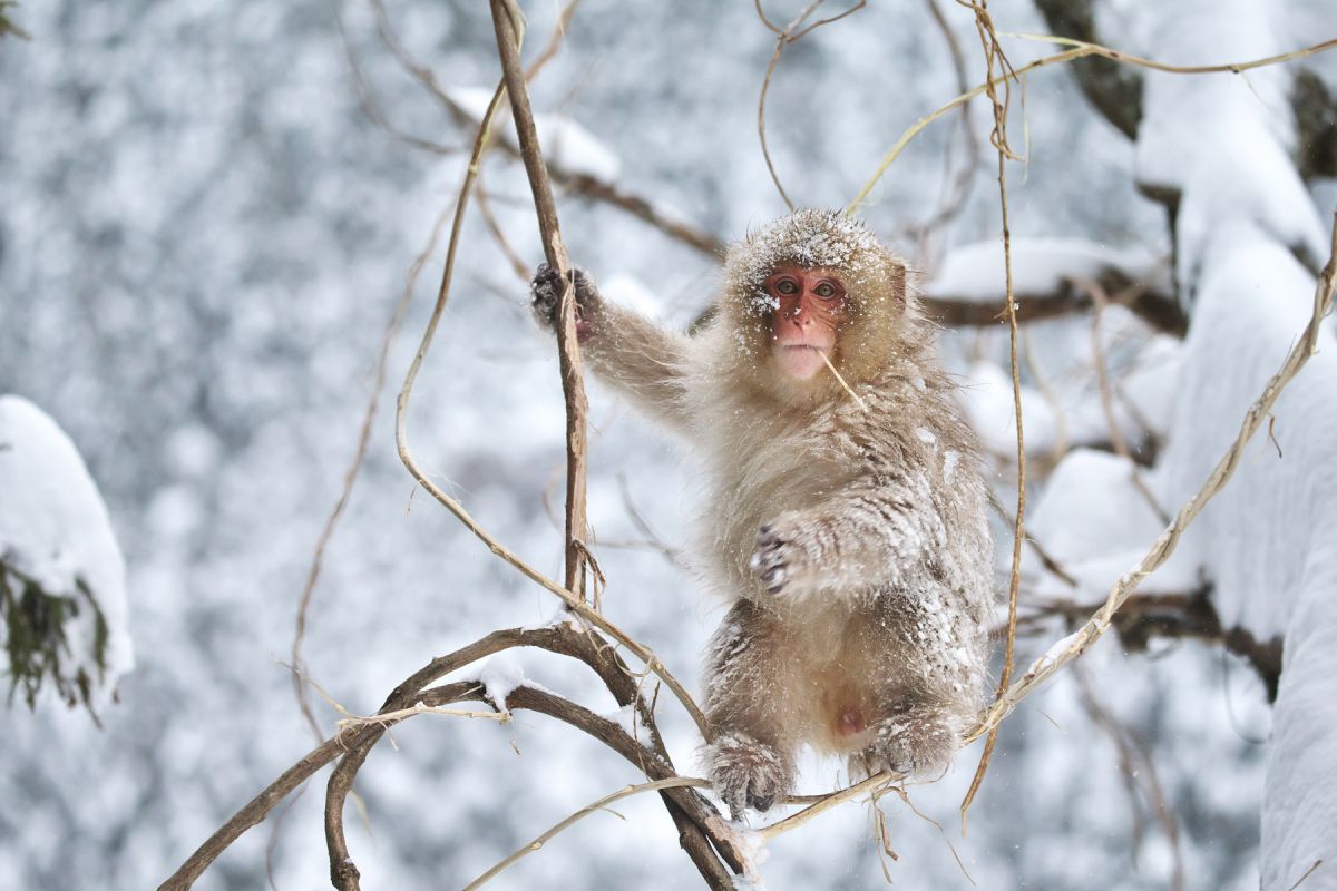 Snow Monkey | GANREF