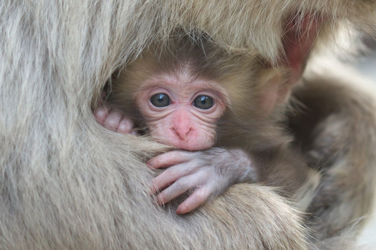 Newborn Baby 2015 | GANREF