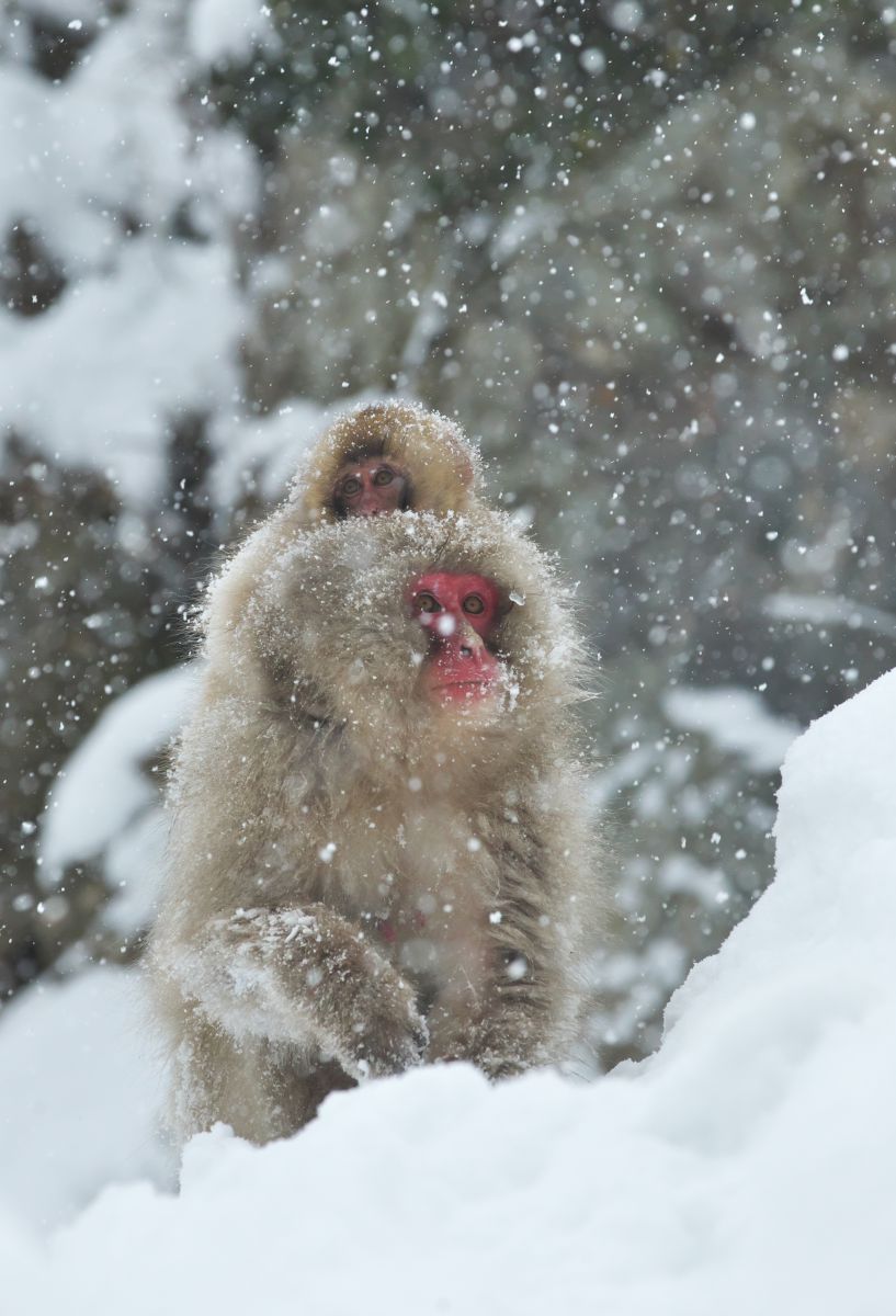 Snow Monkey | GANREF
