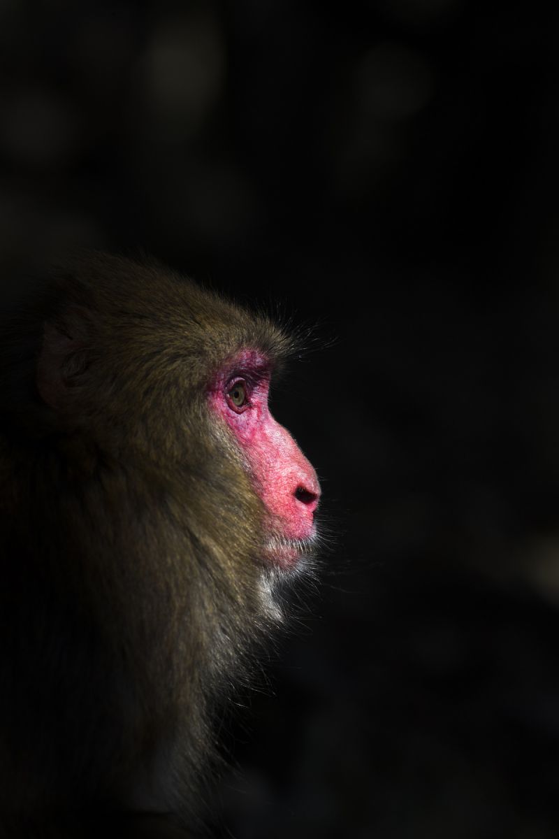 Side Face Portrait | GANREF