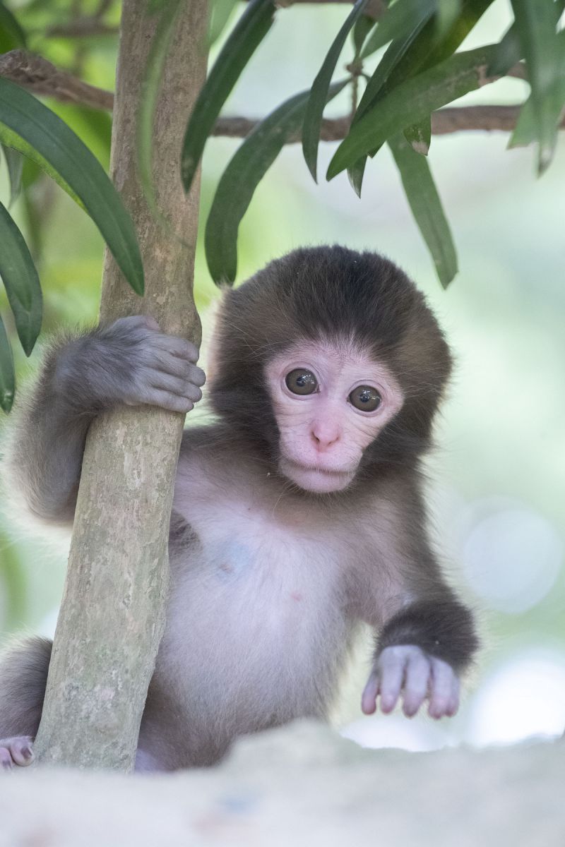 Little Cutie | GANREF