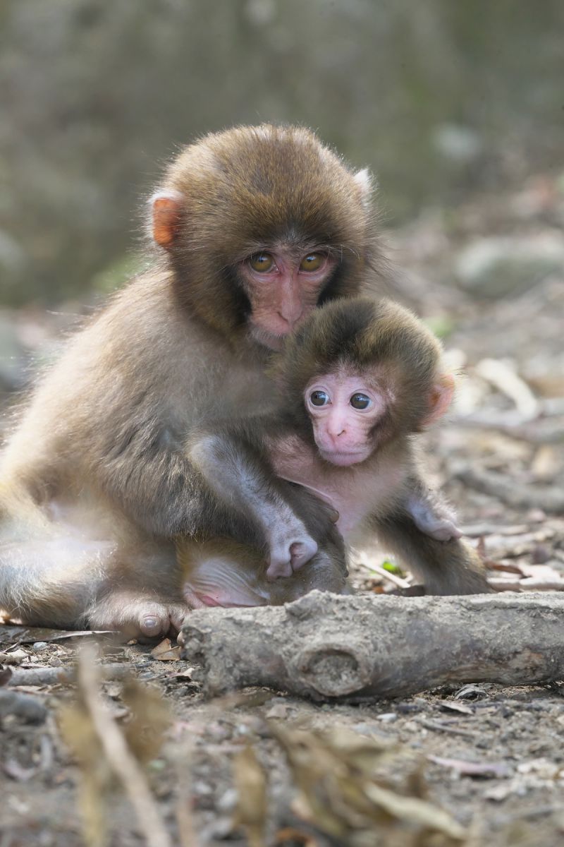 Baby-sitter | GANREF