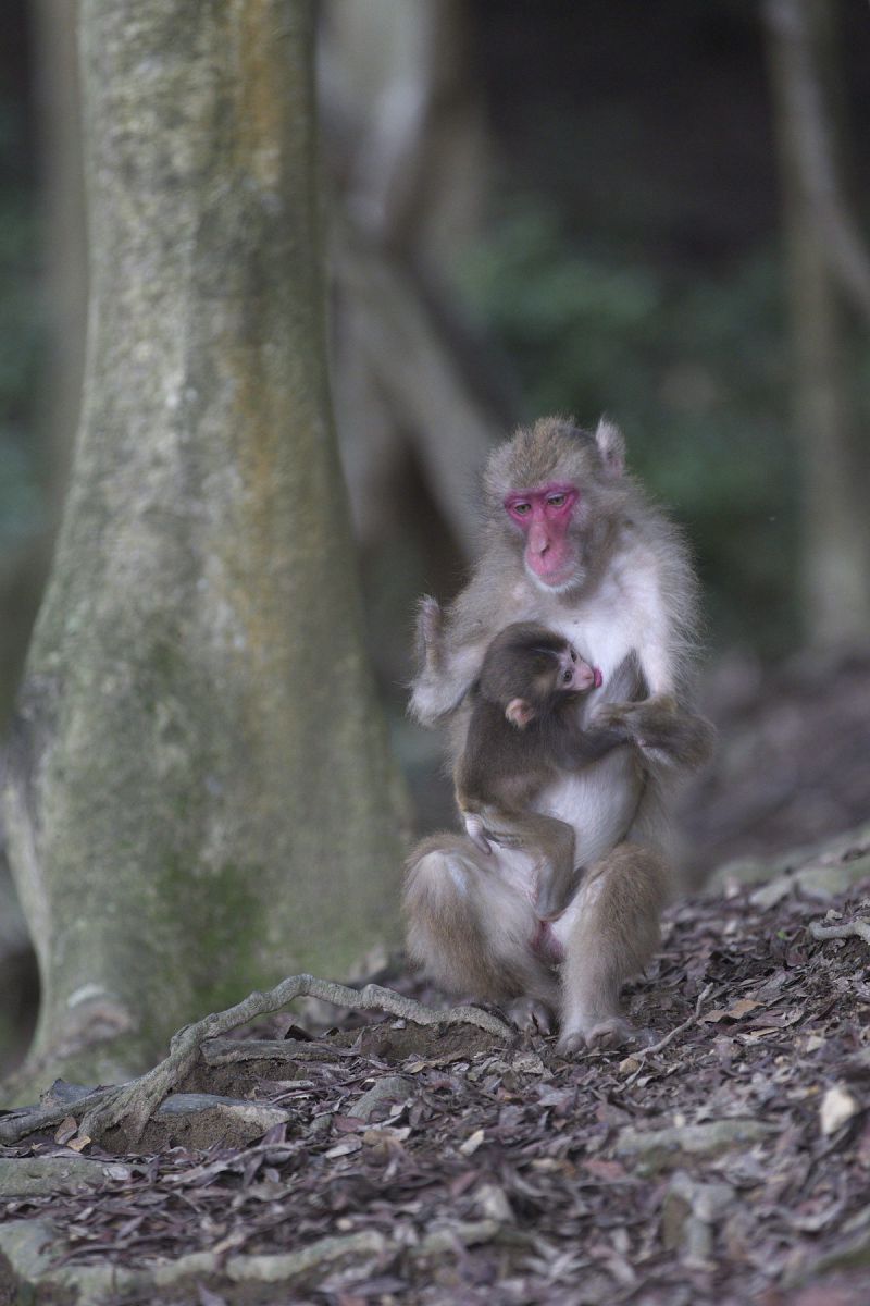 Deformed Monkey became Mother | GANREF