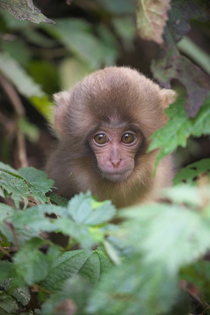 Baby in the green | GANREF