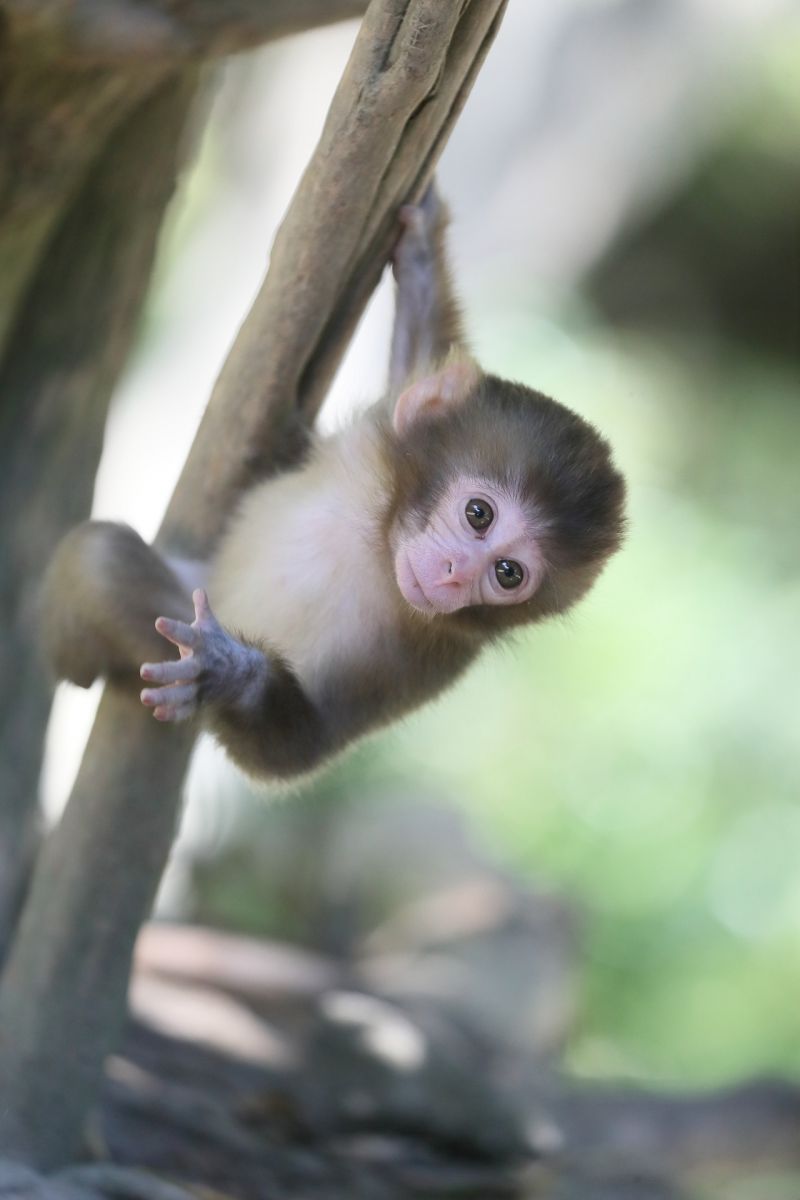 Training for climbing the tree | GANREF
