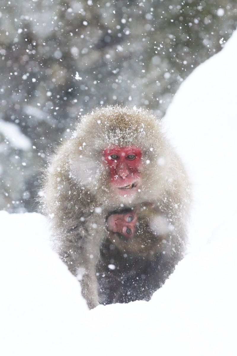 Snow Monkey Family | GANREF