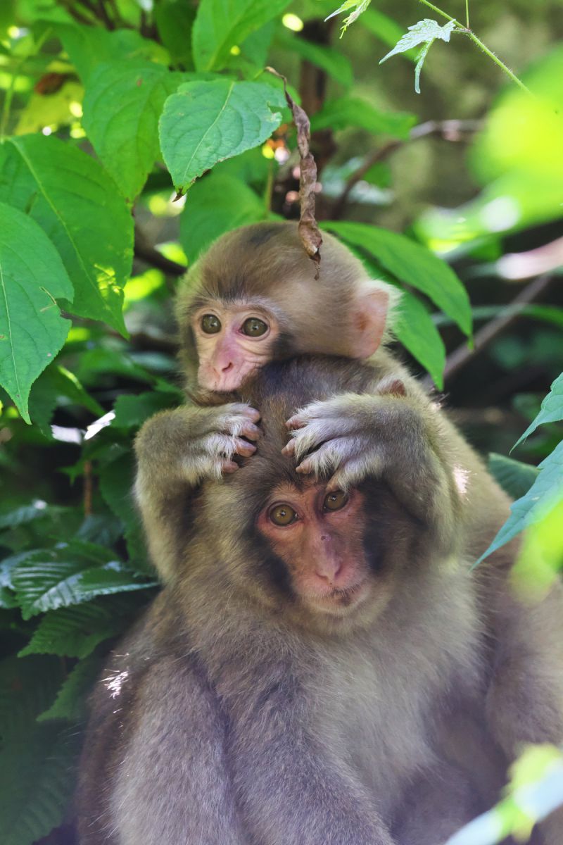 Baby-sitter | GANREF