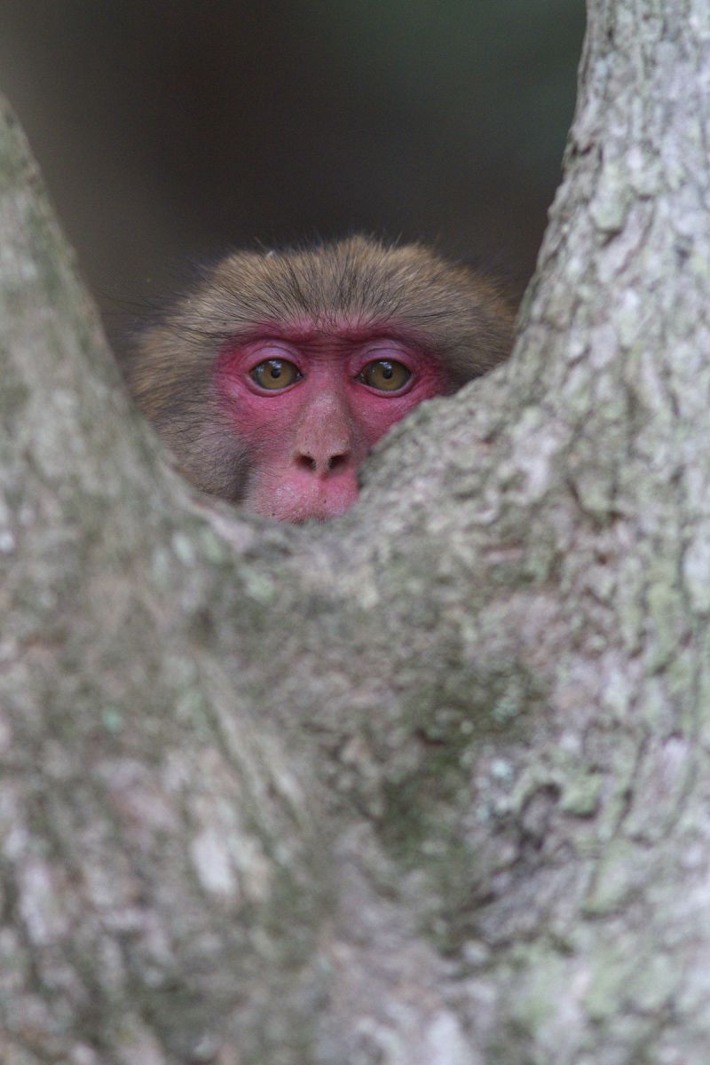 Peeping Tom？ | GANREF