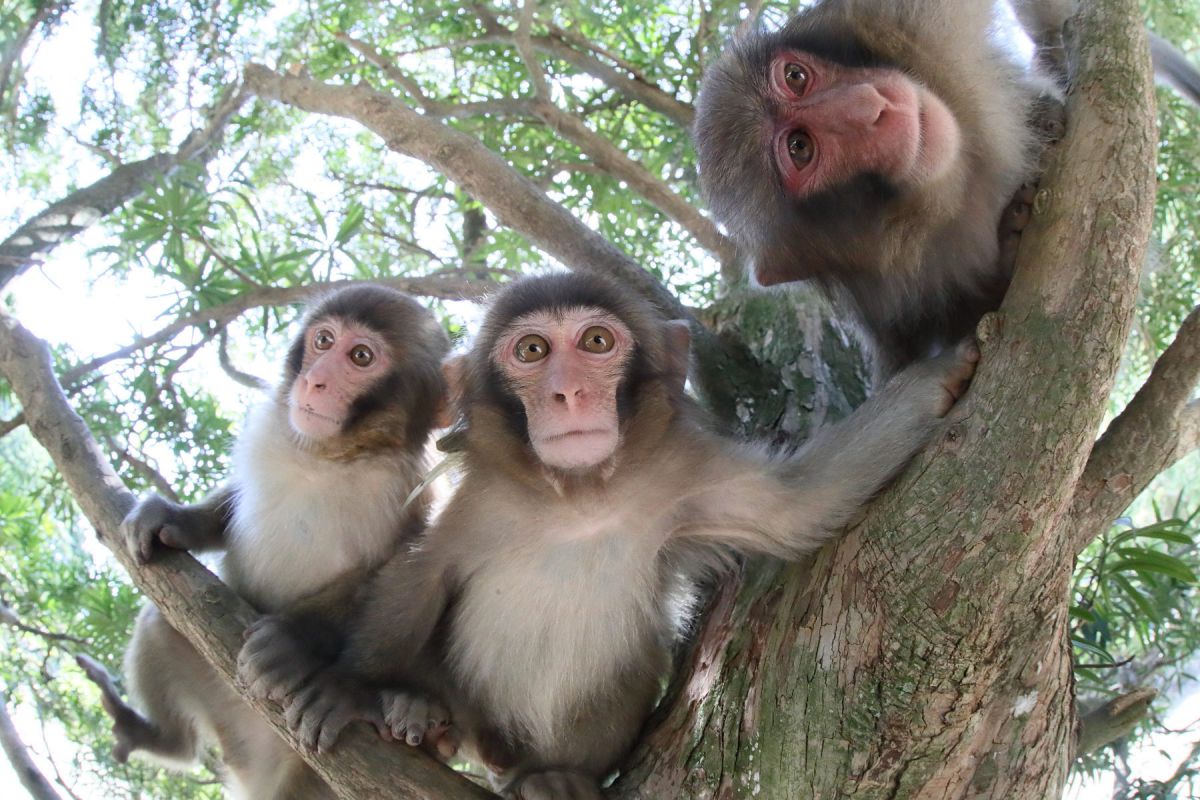 The unknown - It 's the Fish Eye World | GANREF