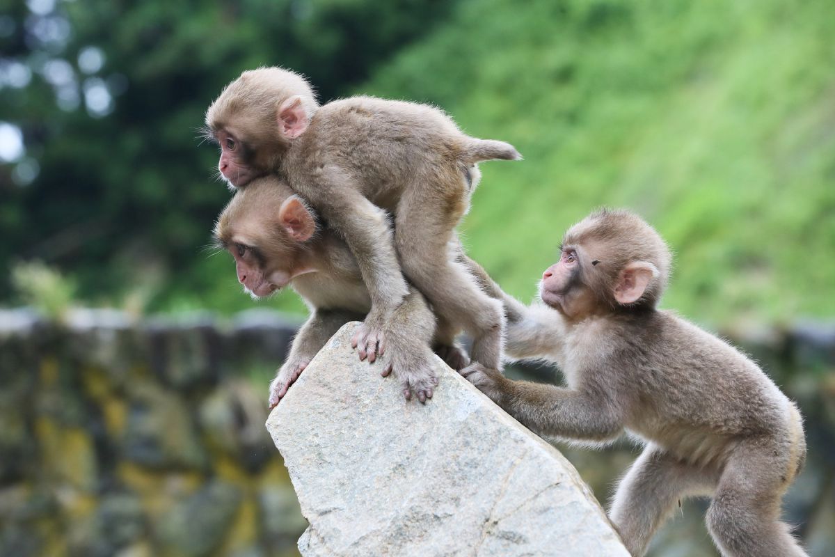 Threesome Babies | GANREF