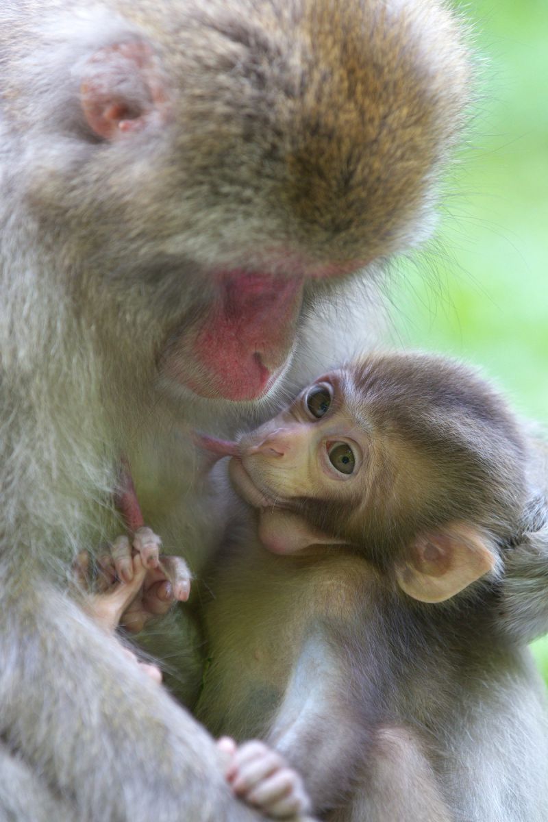Mother and Baby | GANREF