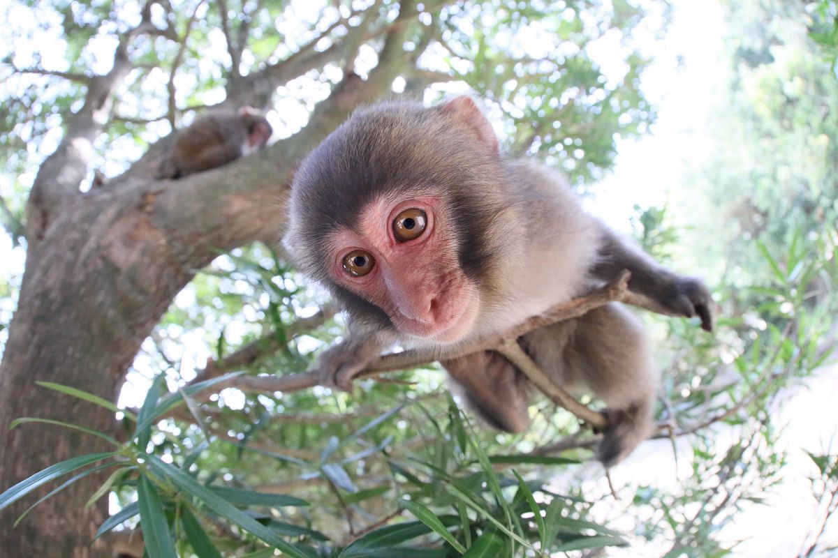 Fish Eye Baby | GANREF