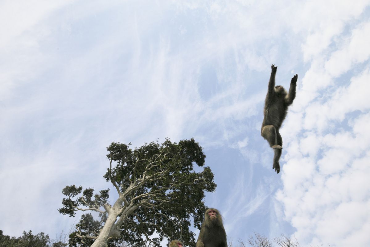 Jumping Monkey | GANREF