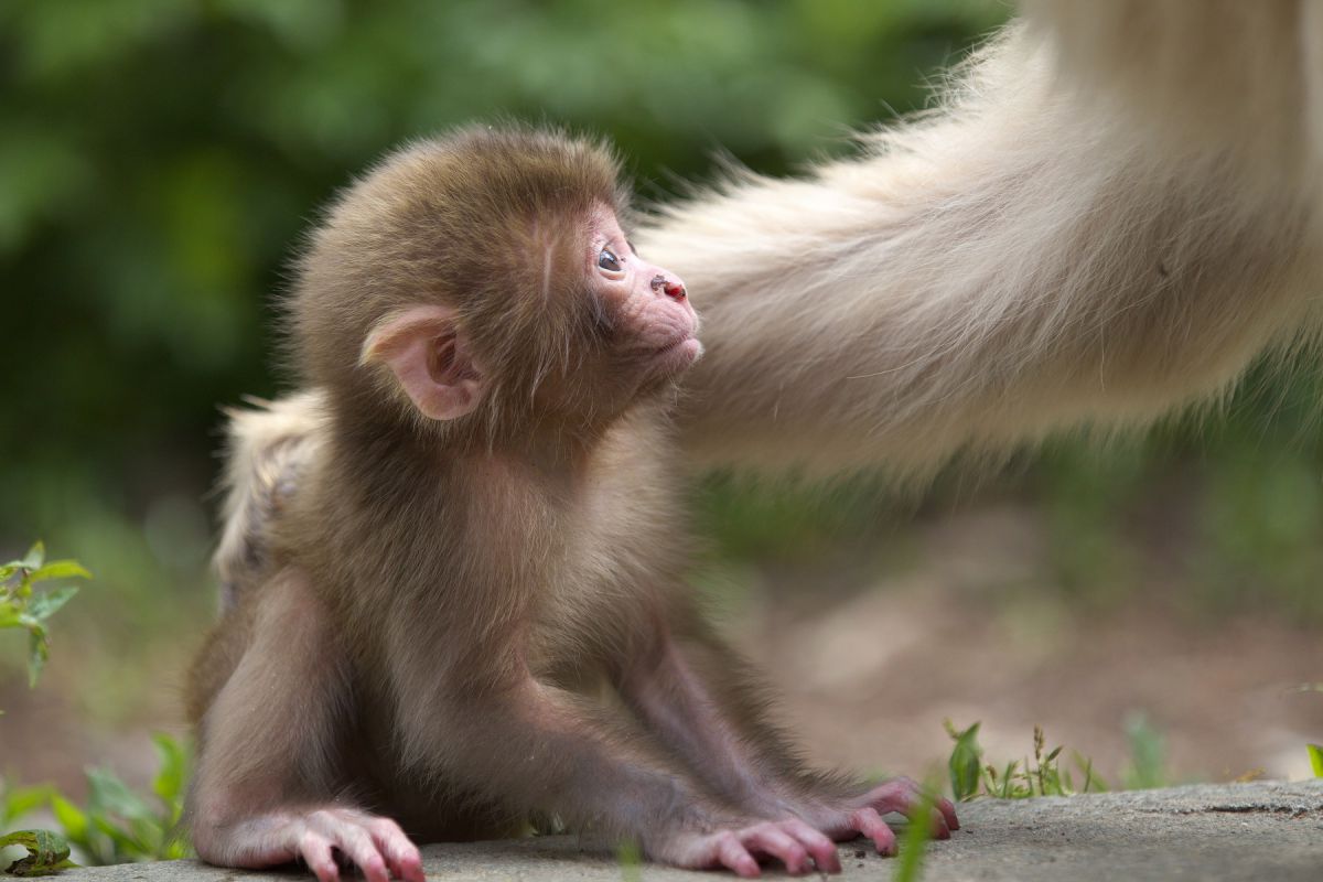 Mother's hand | GANREF