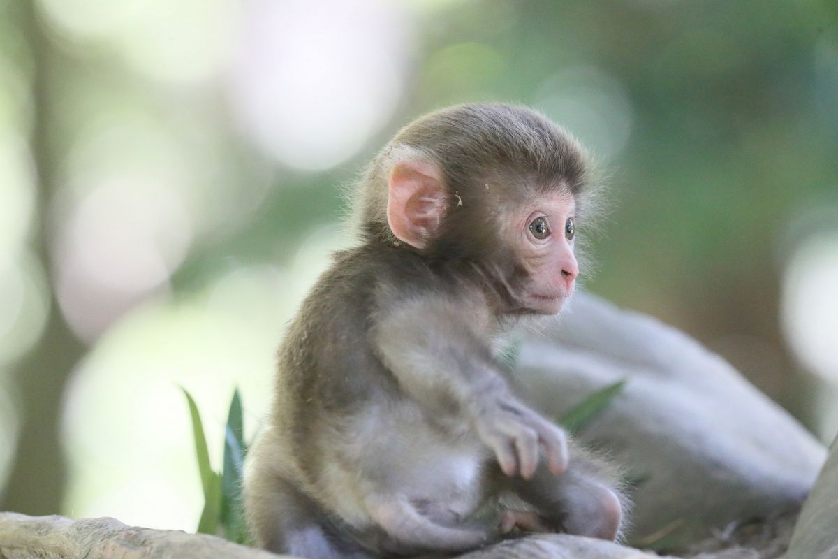 The Baby turned around | GANREF