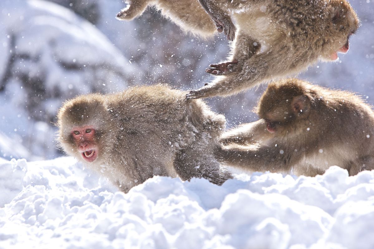 Childish Game | GANREF