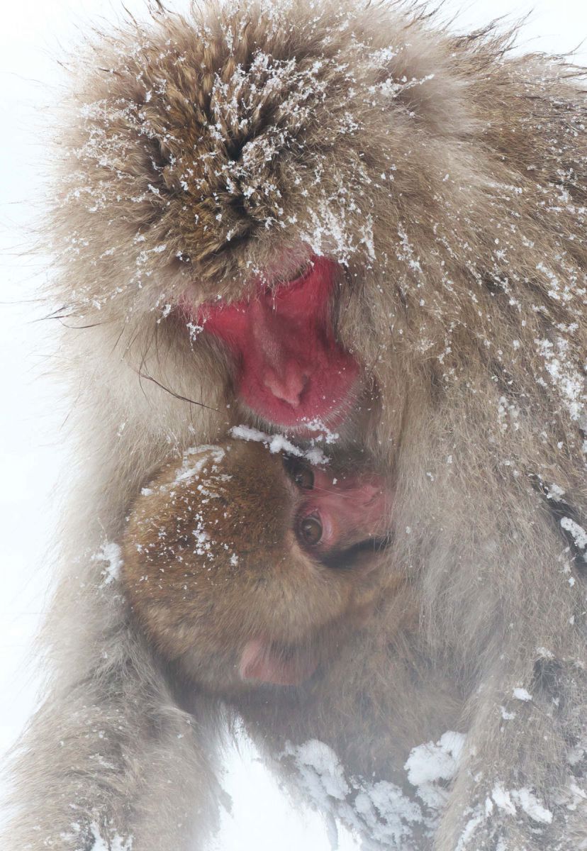 Mother and Baby in Winter | GANREF
