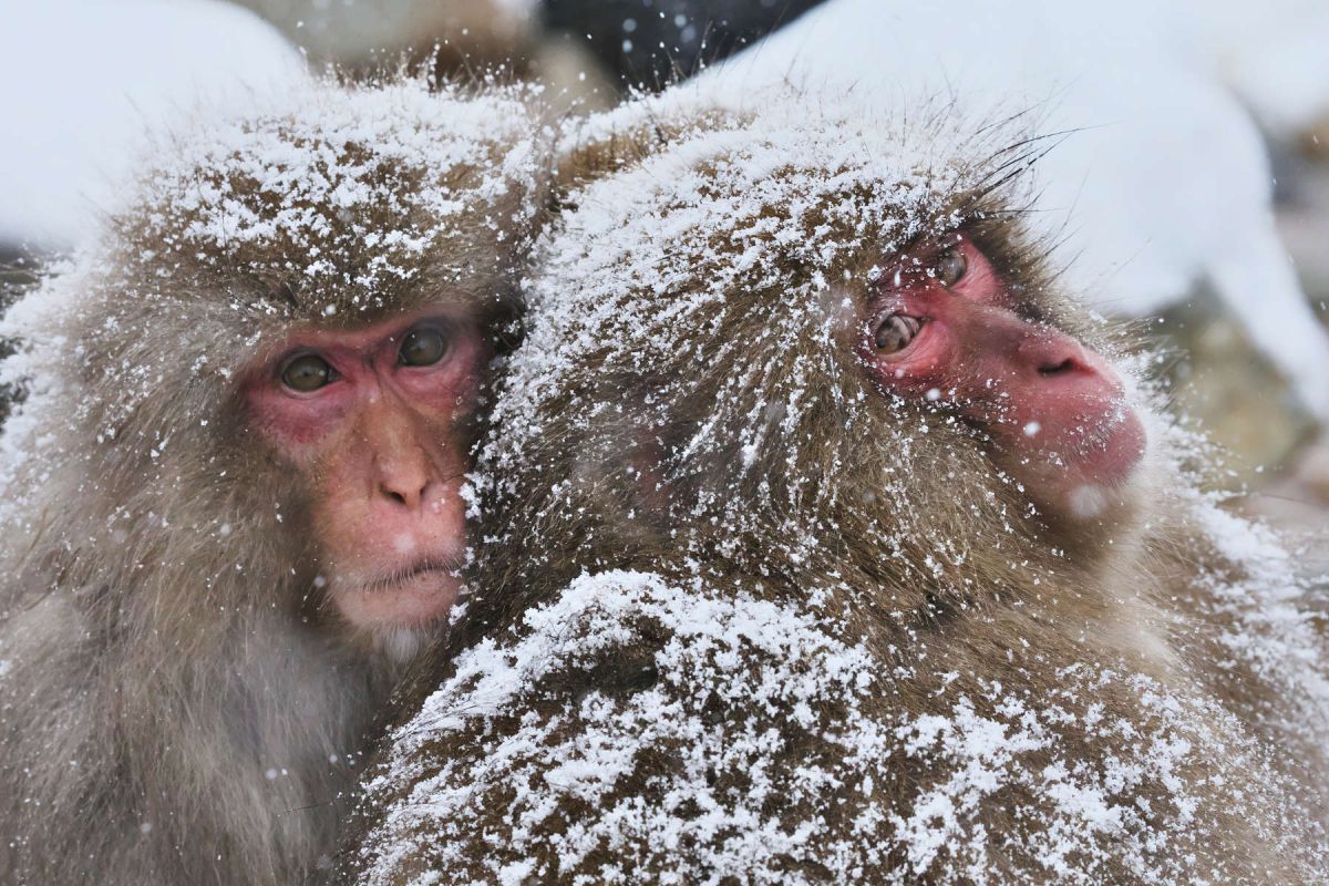 Snow Monkey | GANREF