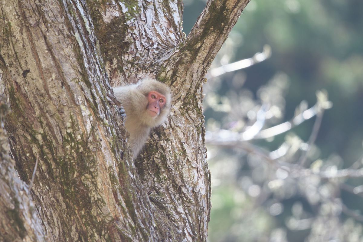 peeping on the tree | GANREF