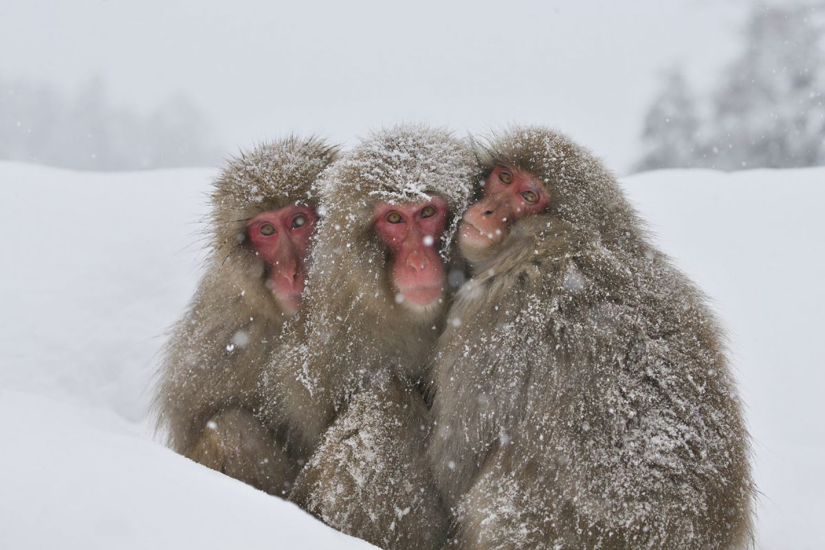 Snow Monkey | GANREF