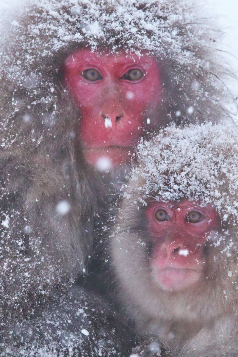 Snow Monkey | GANREF