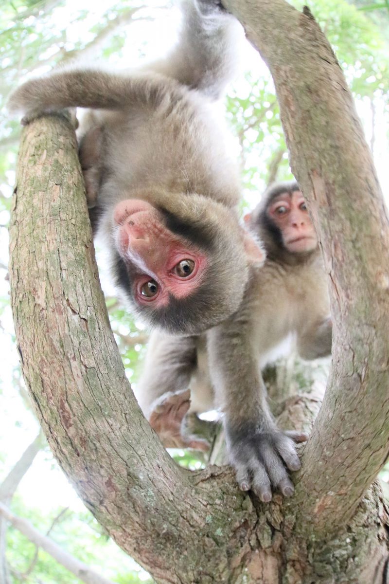 The unknown - It 's the Fish Eye World | GANREF