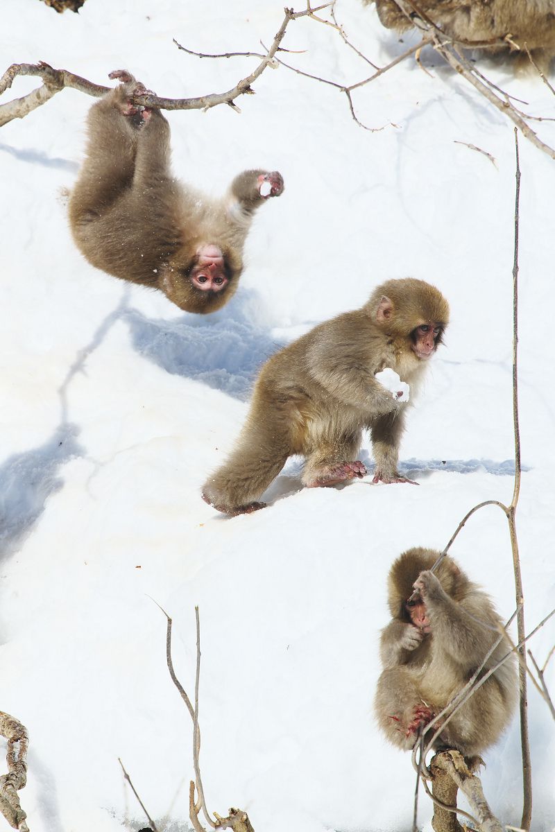 Snow Monkeys | GANREF