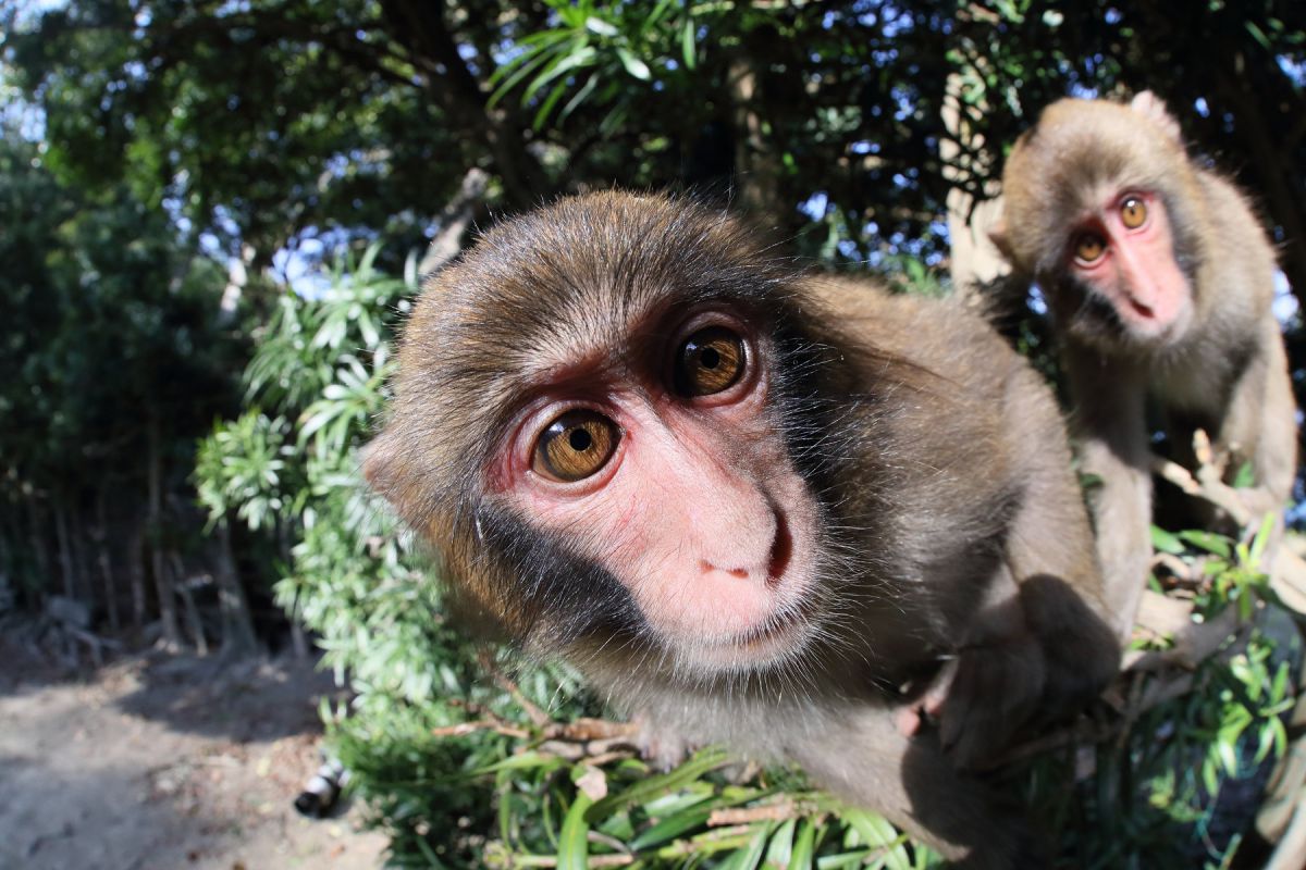 Fish Eye Children | GANREF