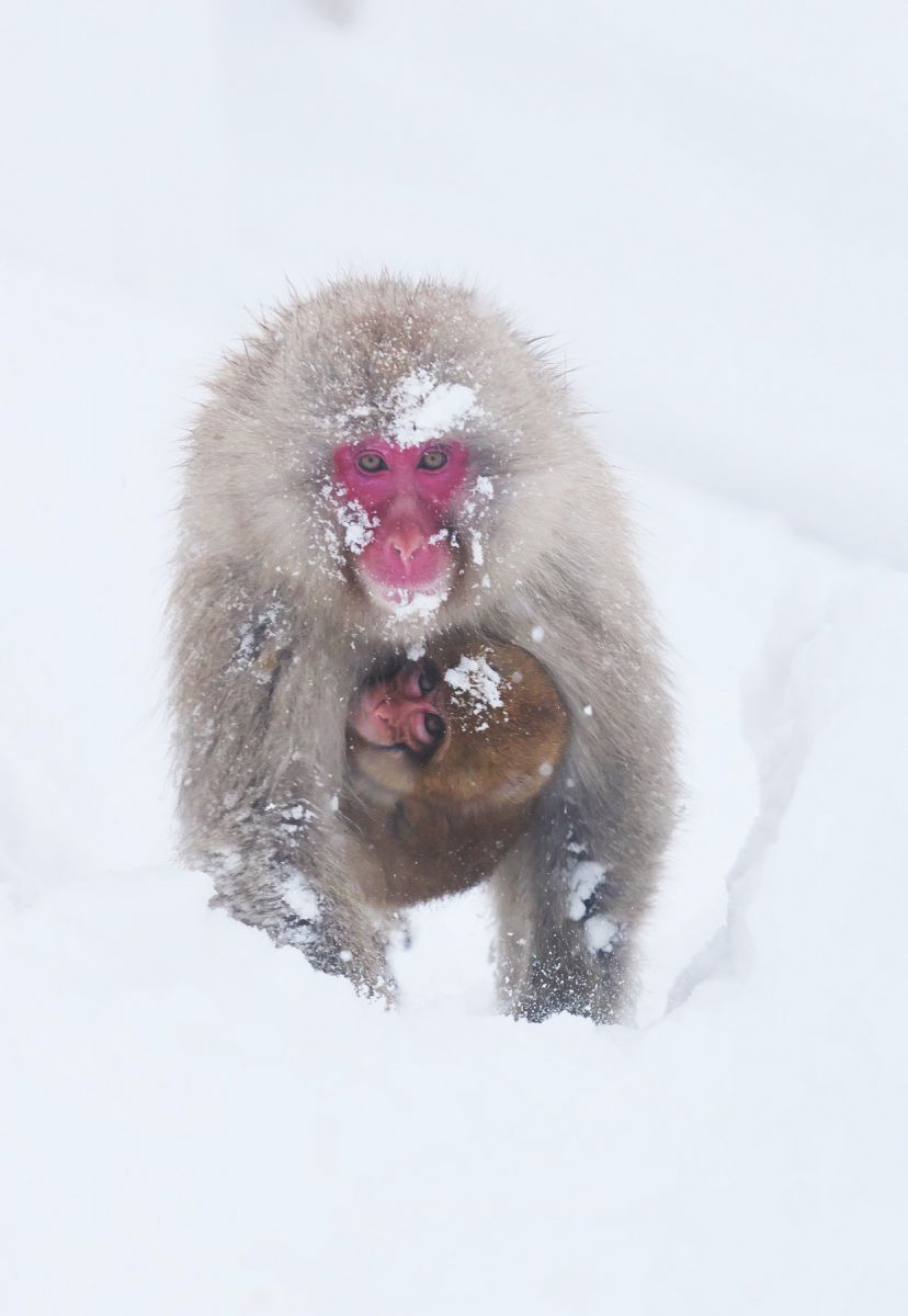 Snow Monkey | GANREF