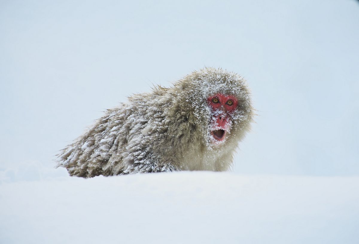 Howling Snow Monkey | GANREF