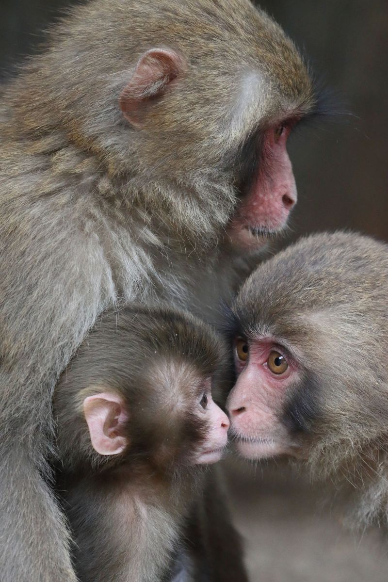 Baby-sitters | GANREF