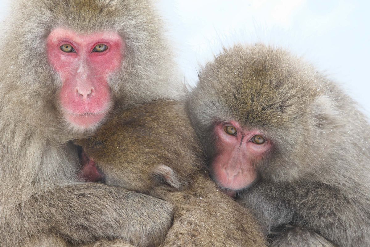 Snow Monkey Family | GANREF