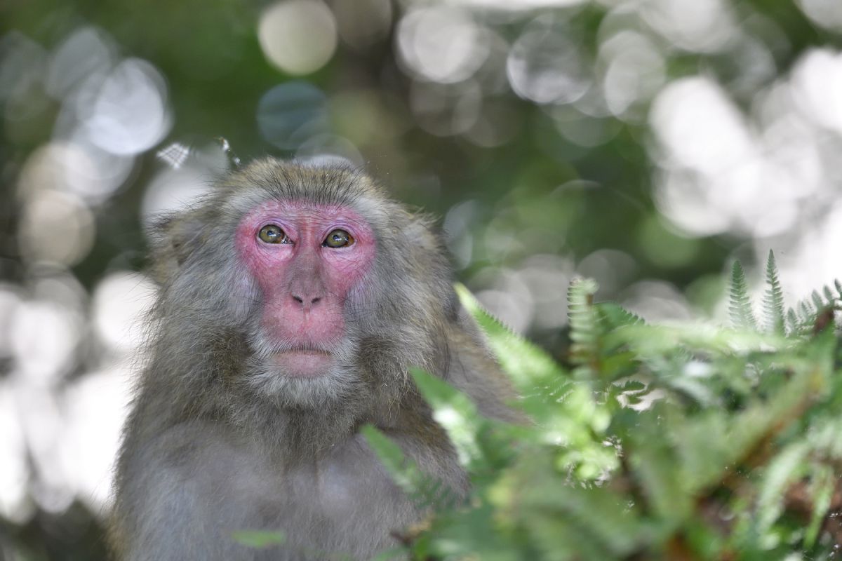 Monkey Portrait | GANREF
