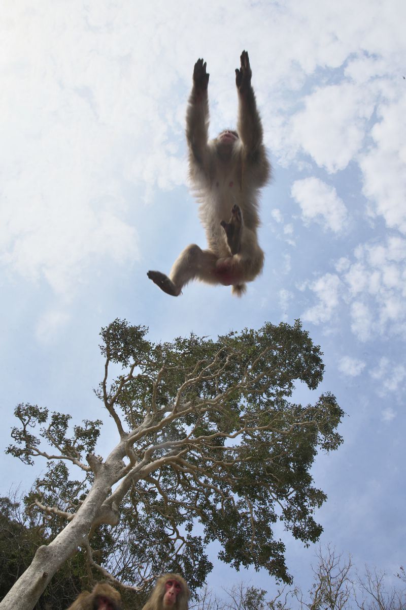 Flying Monkey | GANREF