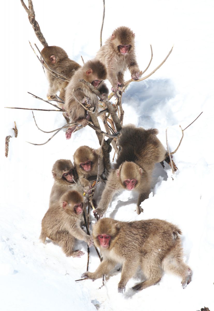 Monkey's kindergarten | GANREF