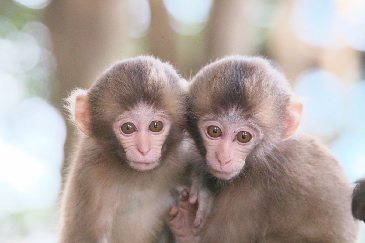 Double Babies | GANREF