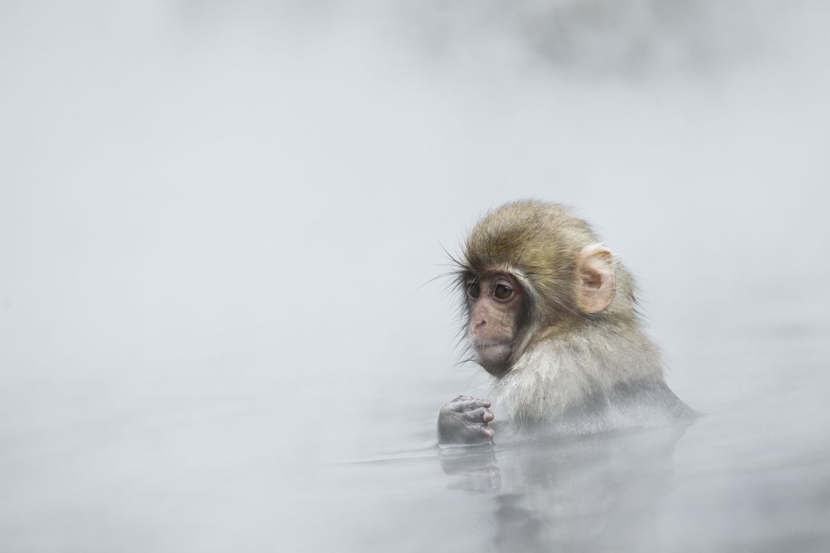 Snow Monkey in hte Hot Spring | GANREF