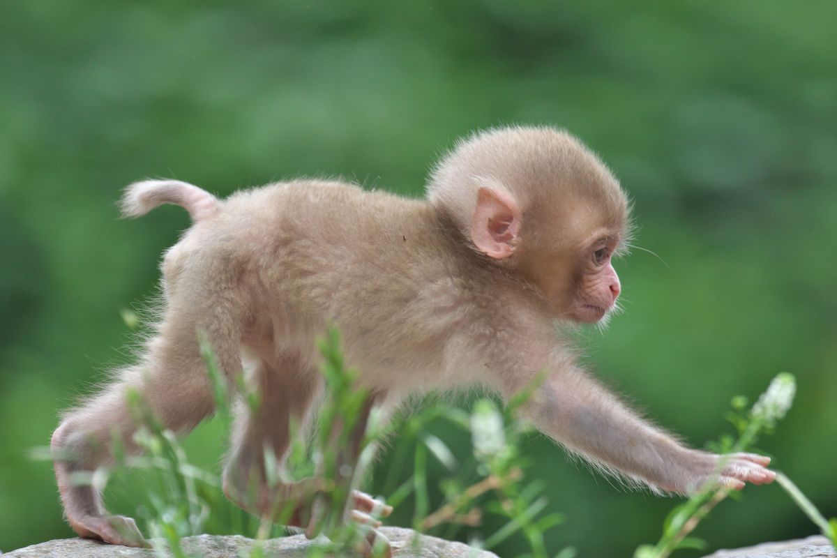 Walking Baby | GANREF