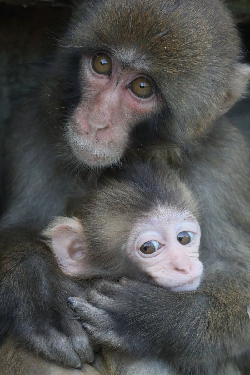 Baby-sitter | GANREF