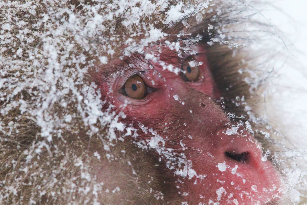 Snow Monkey | GANREF