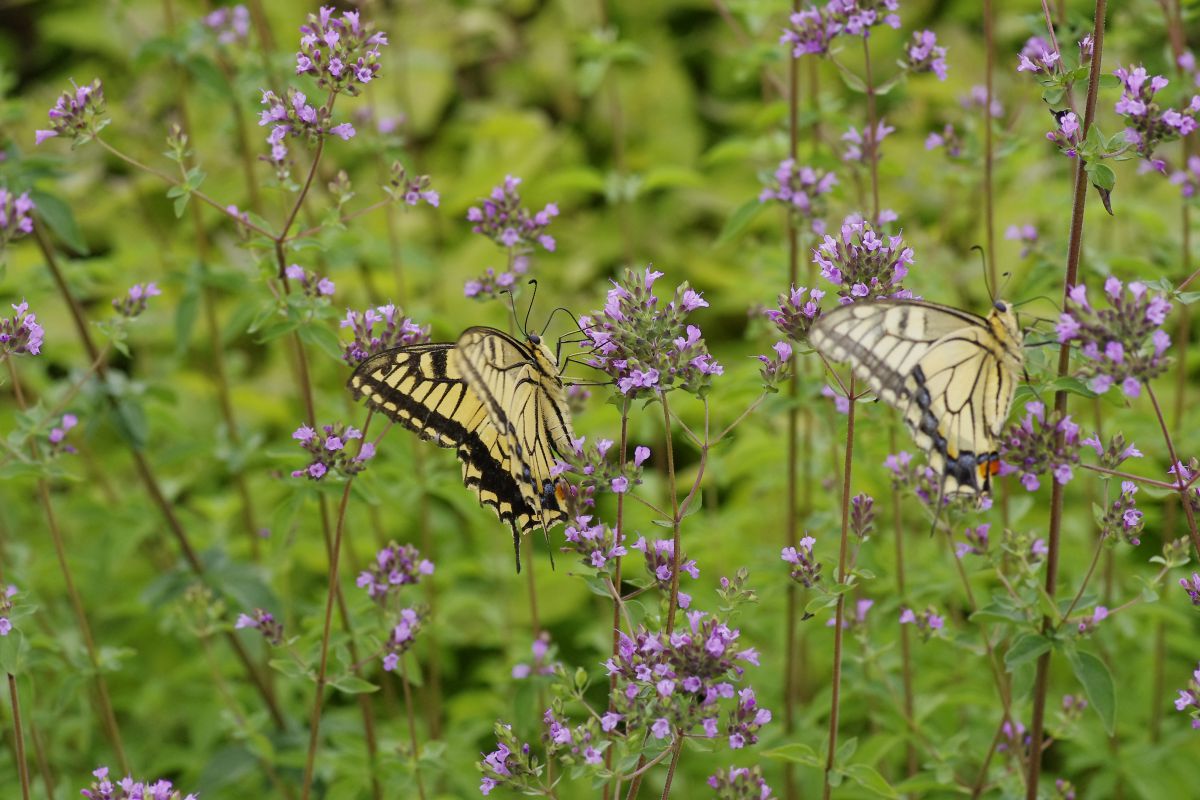 シンクロ蝶 | GANREF