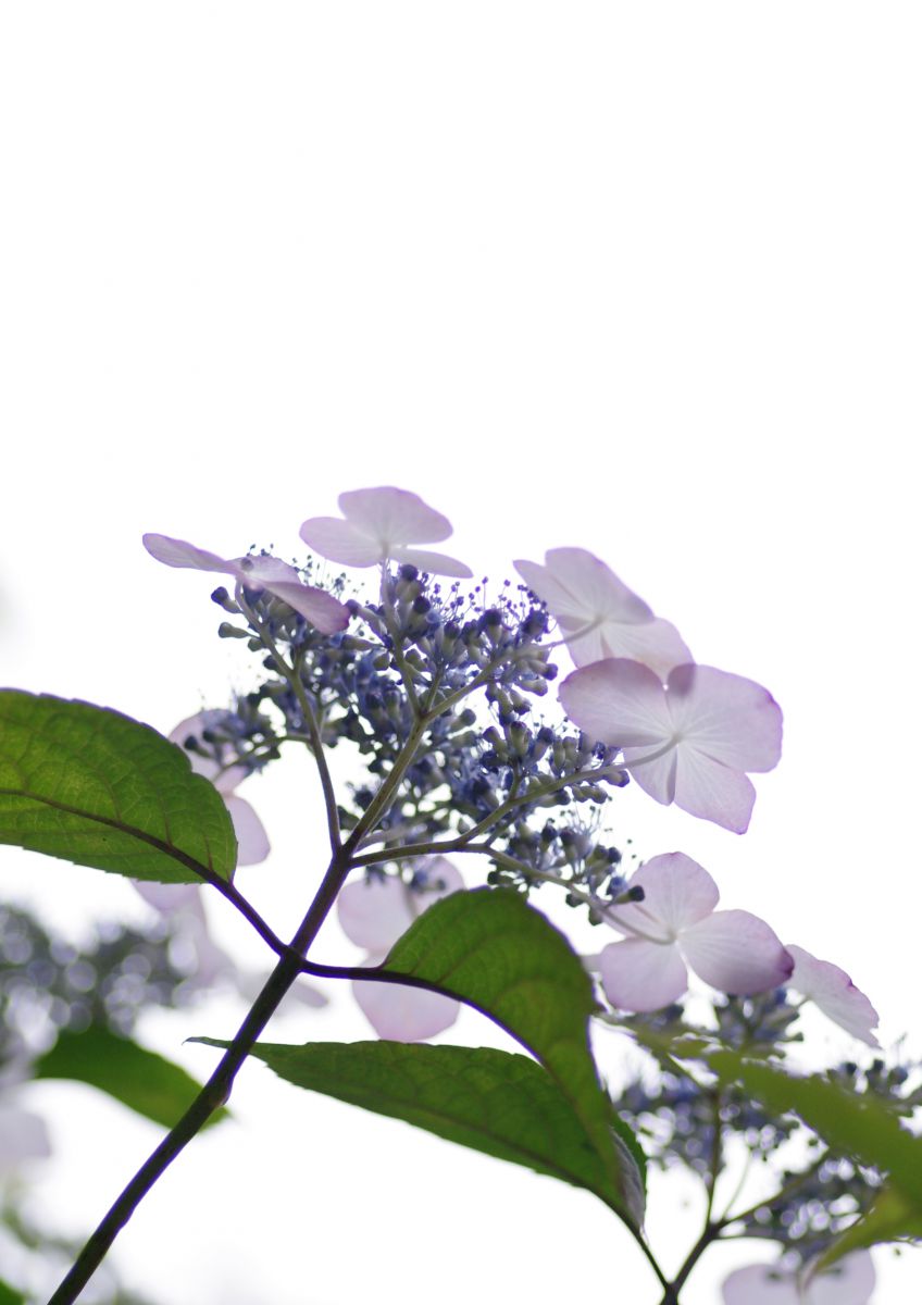 トランスペアレント（2） | GANREF