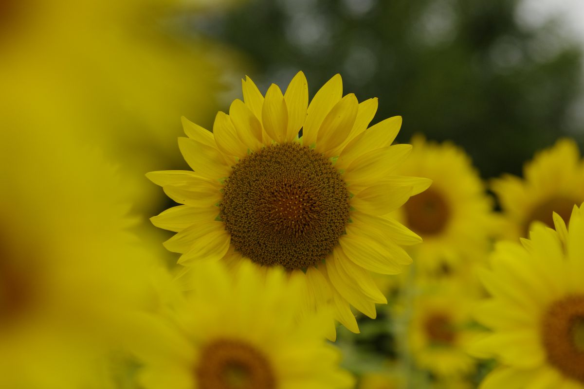 ひまわり | GANREF