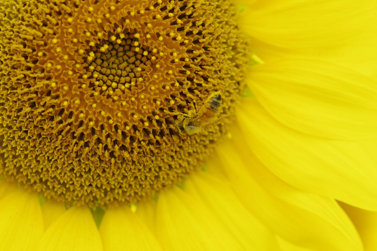 一人じめ | GANREF