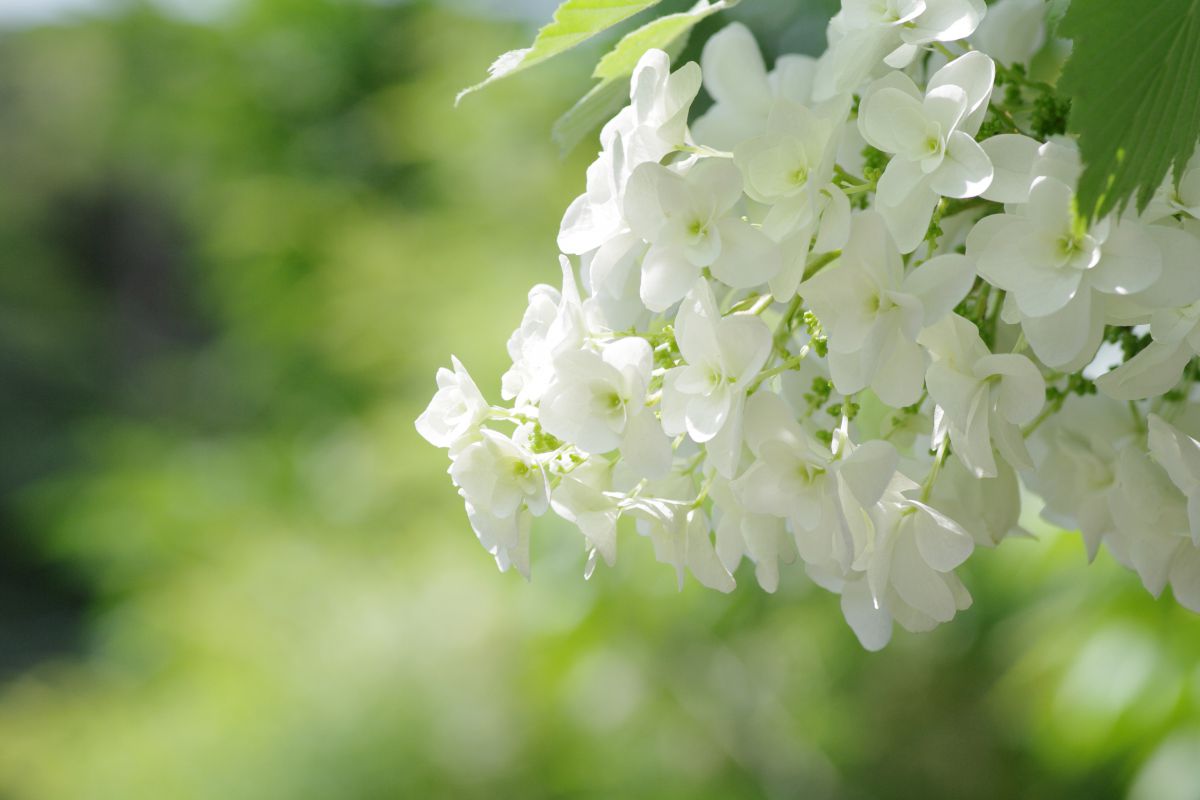 ひなたぼっこ | GANREF