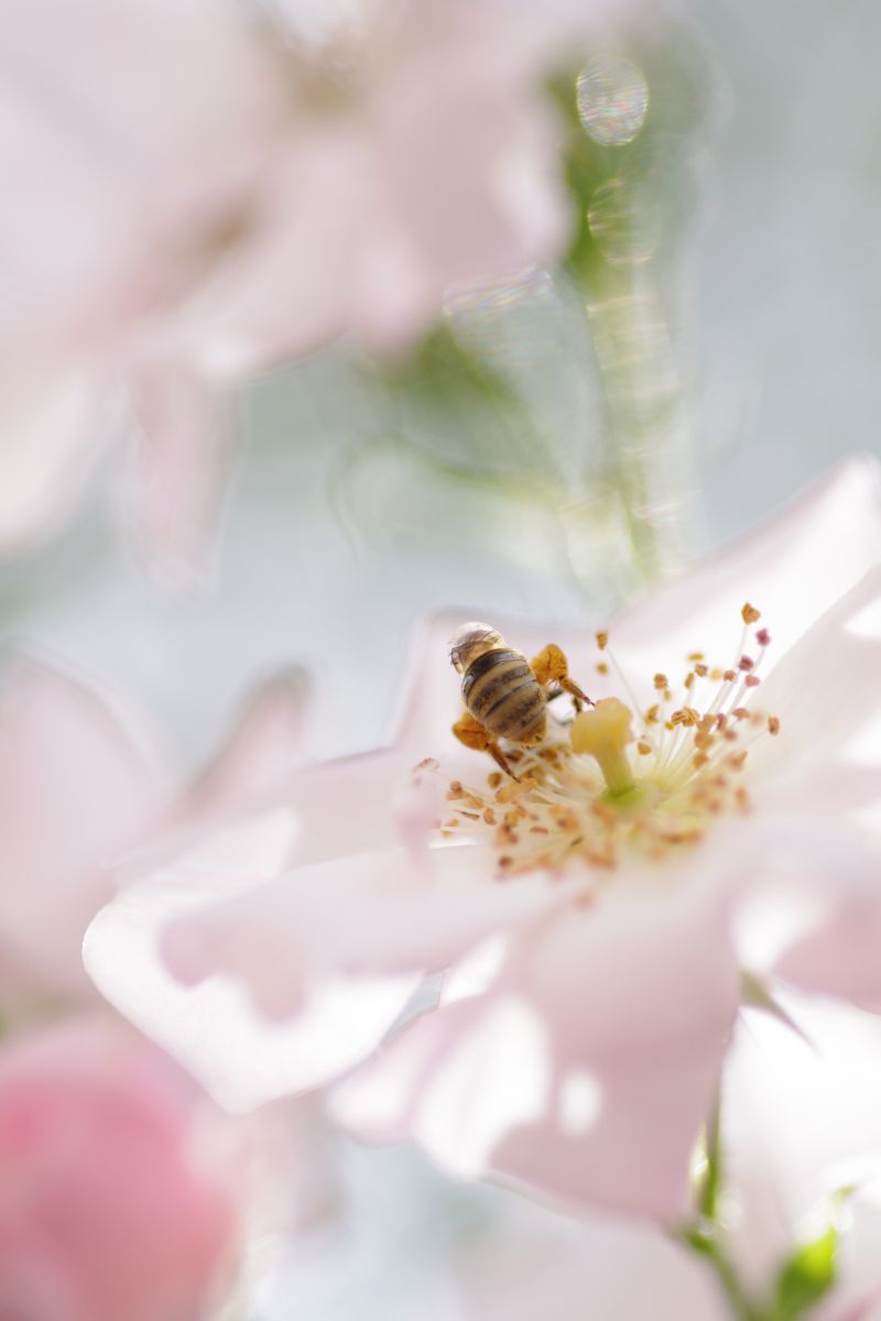 Sunny Lunch | GANREF