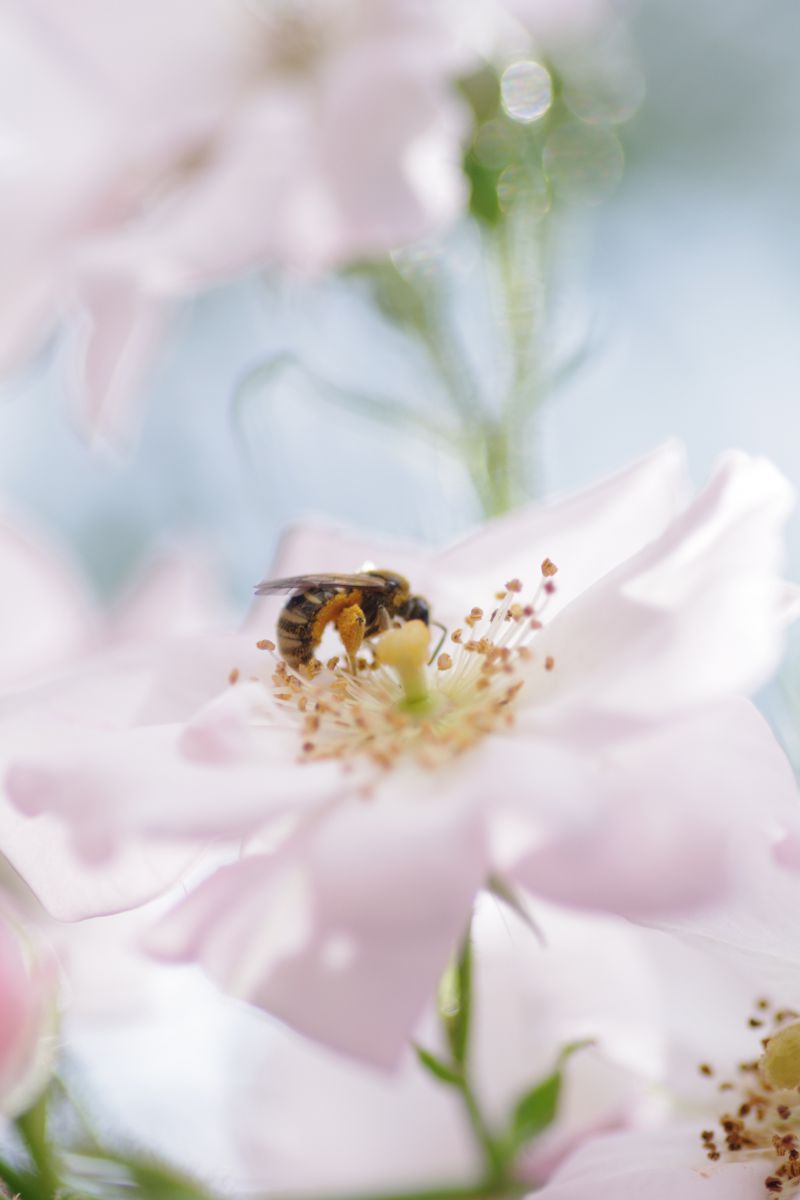 Sunny Lunch part 2 | GANREF