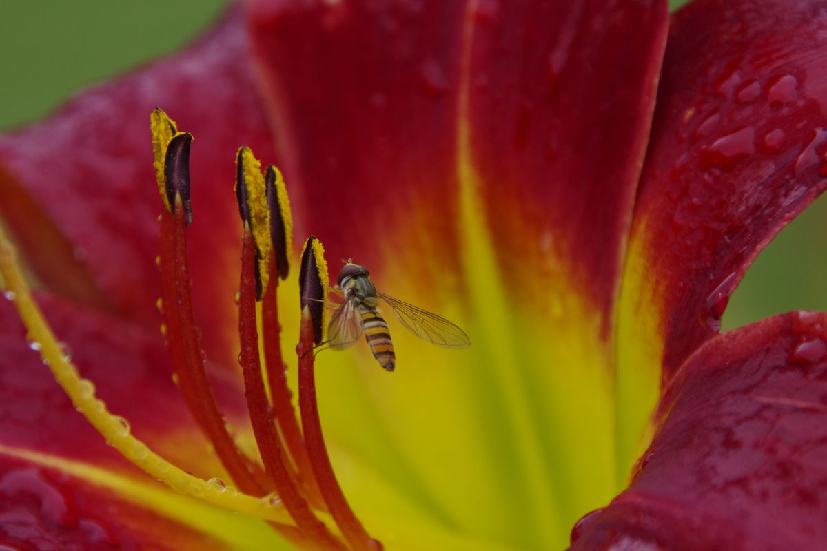 情熱色の虜 | GANREF