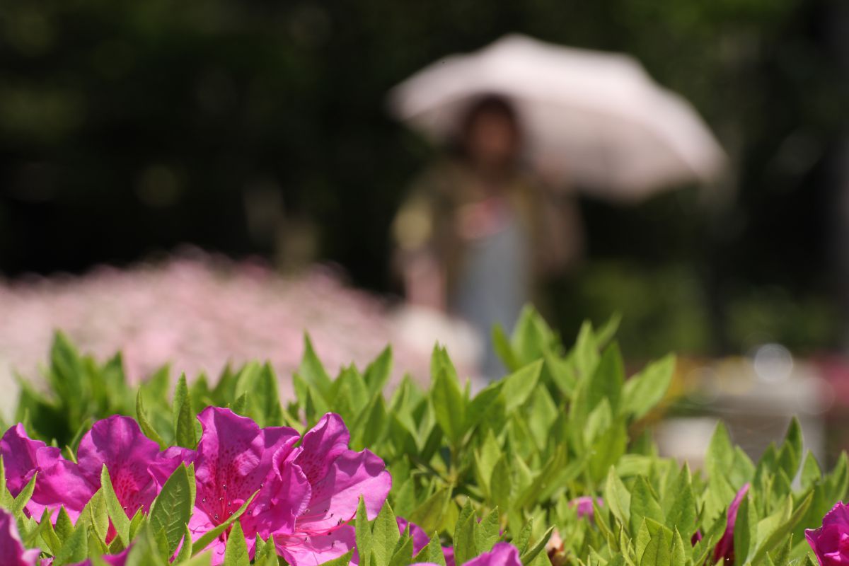 ツツジ日和 | GANREF